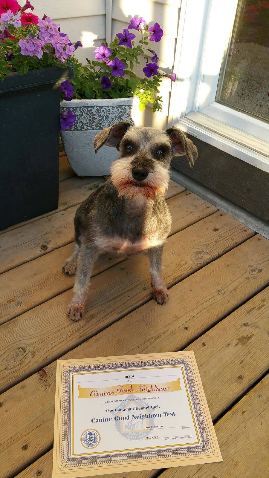 Canine Good Neighbour Class | Where's Your Sit?